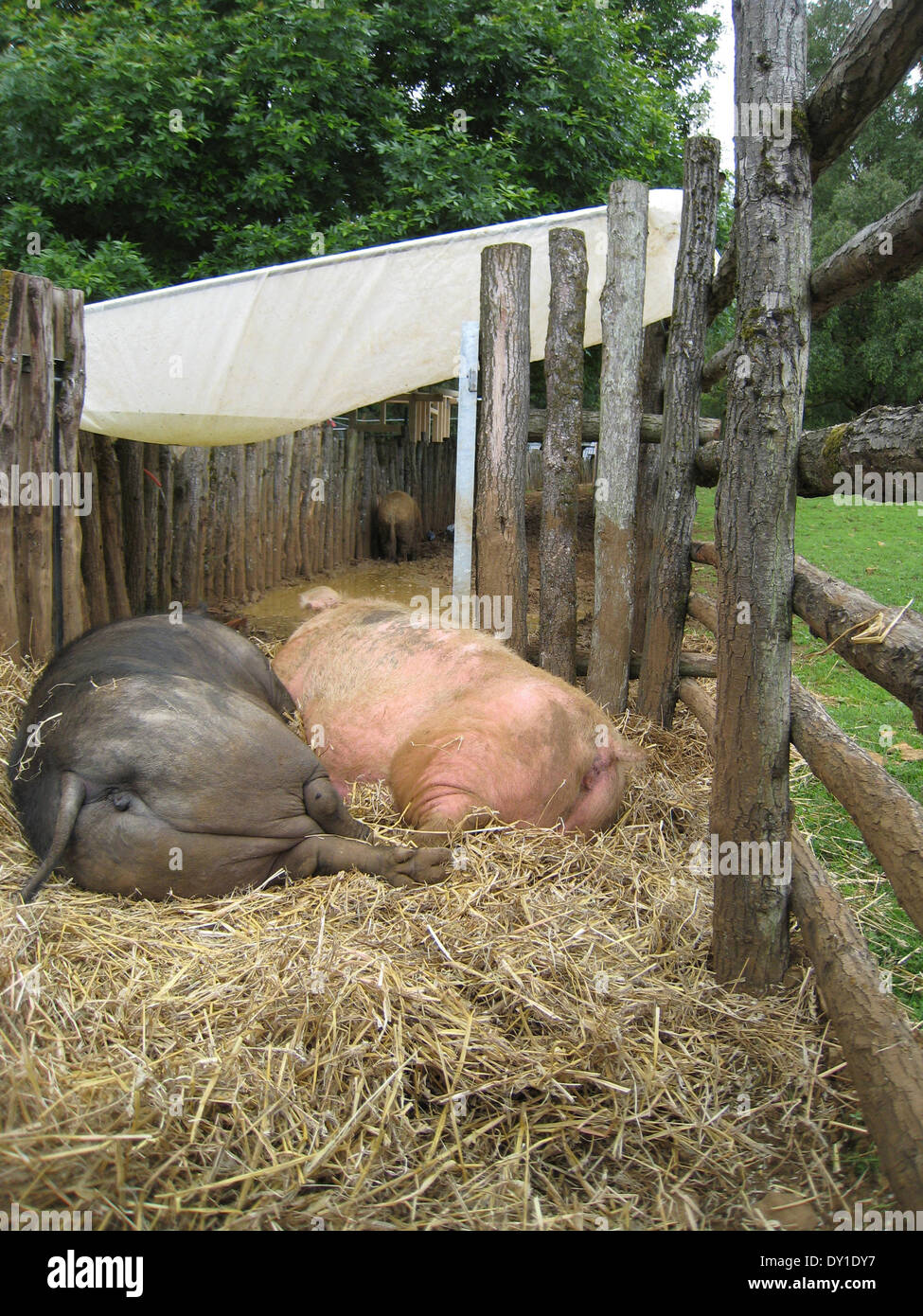 Pigs on straw hi-res stock photography and images - Alamy