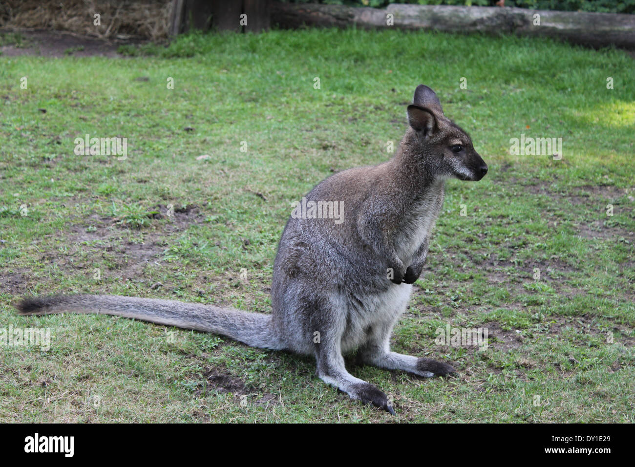 Brown kangaroo hi-res stock photography and images - Alamy