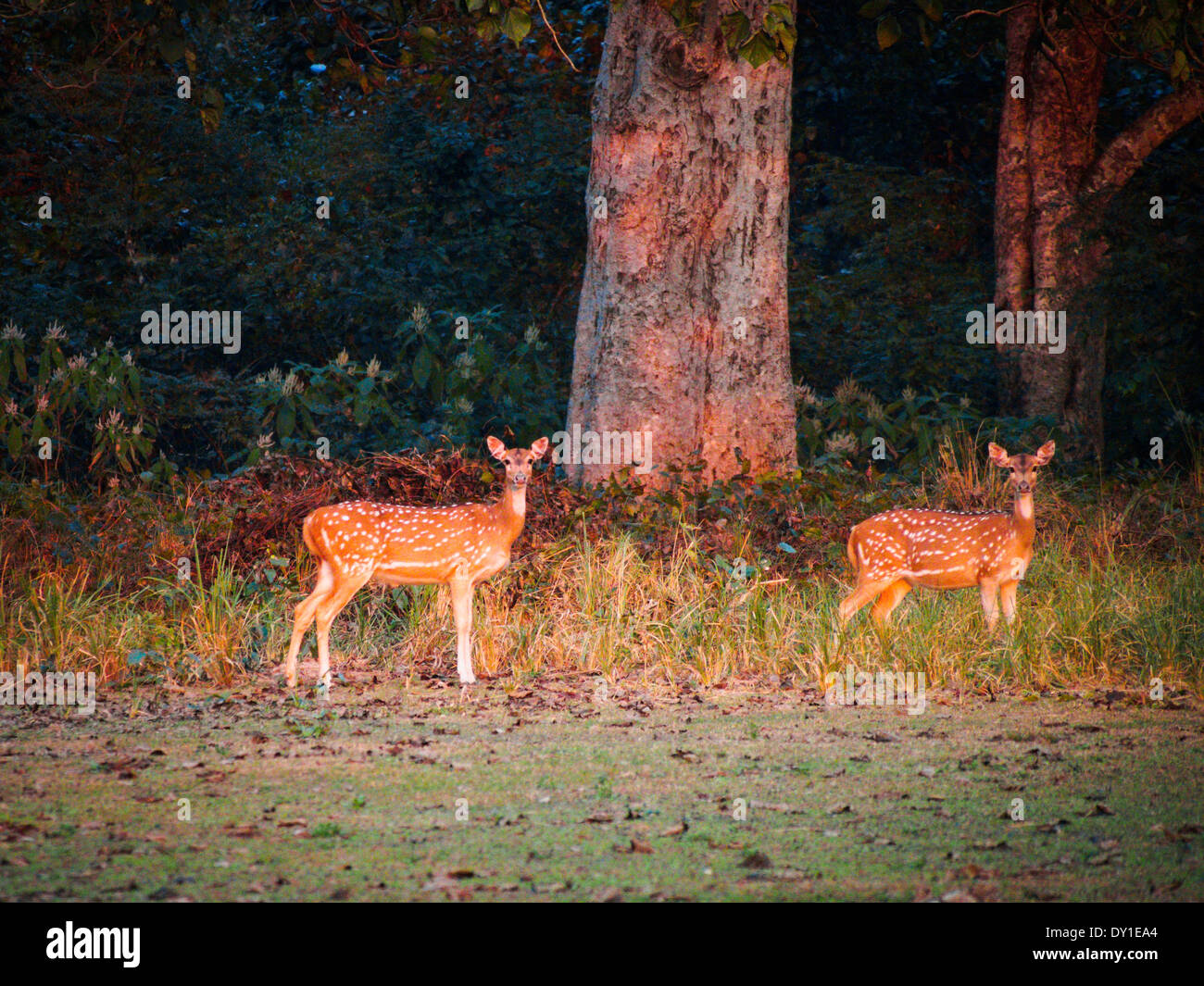 Chital (Axis axis) in Bardia National Park, Nepal Stock Photo - Alamy