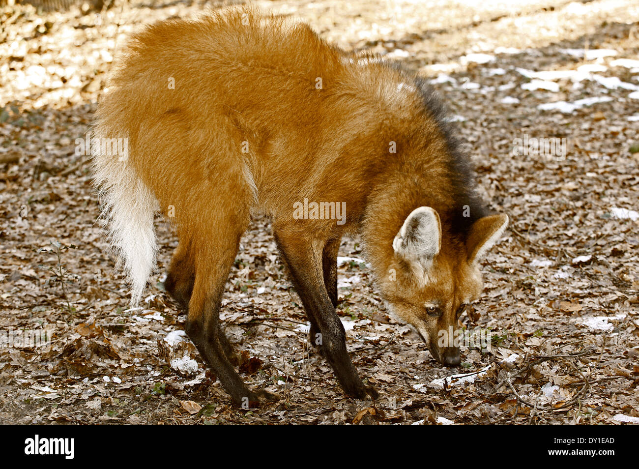 Red maned wolf hi-res stock photography and images - Alamy