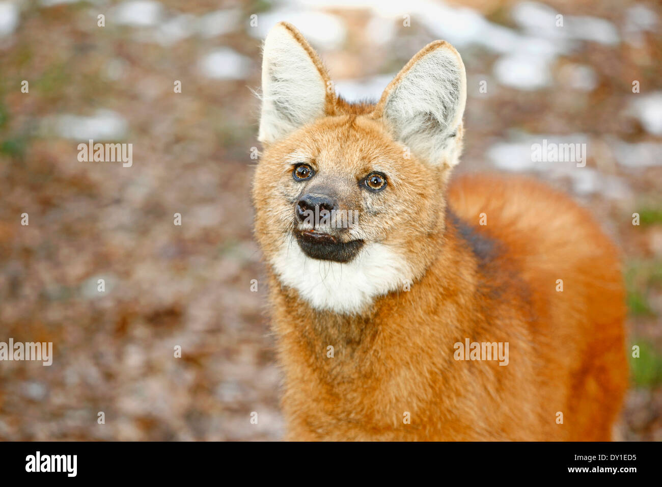 Maned wolf, eating hi-res stock photography and images - Alamy