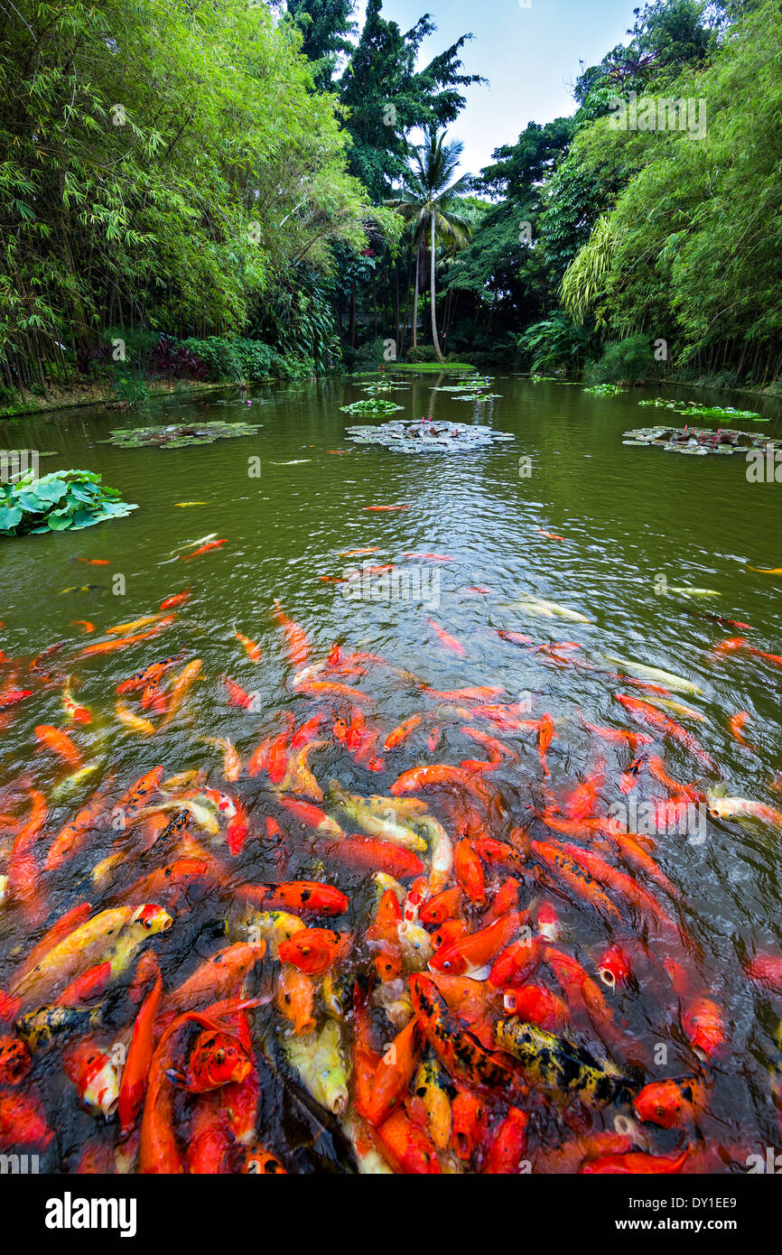 fishes eating in tropical Bonaire Stock Photo - Alamy
