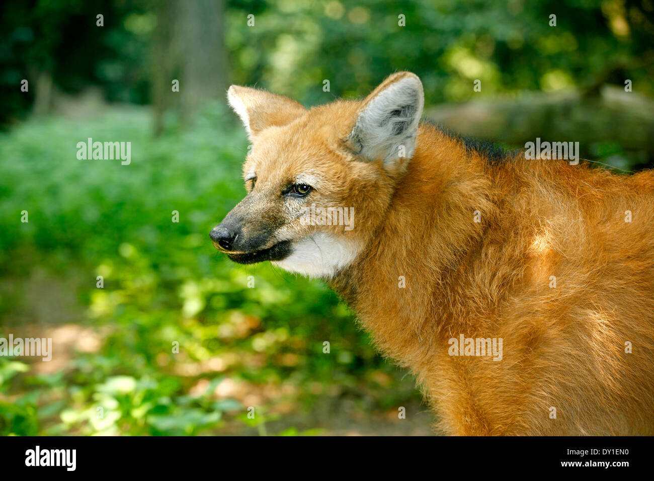 Maned wolf chrysocyon brachyurus hi-res stock photography and images ...