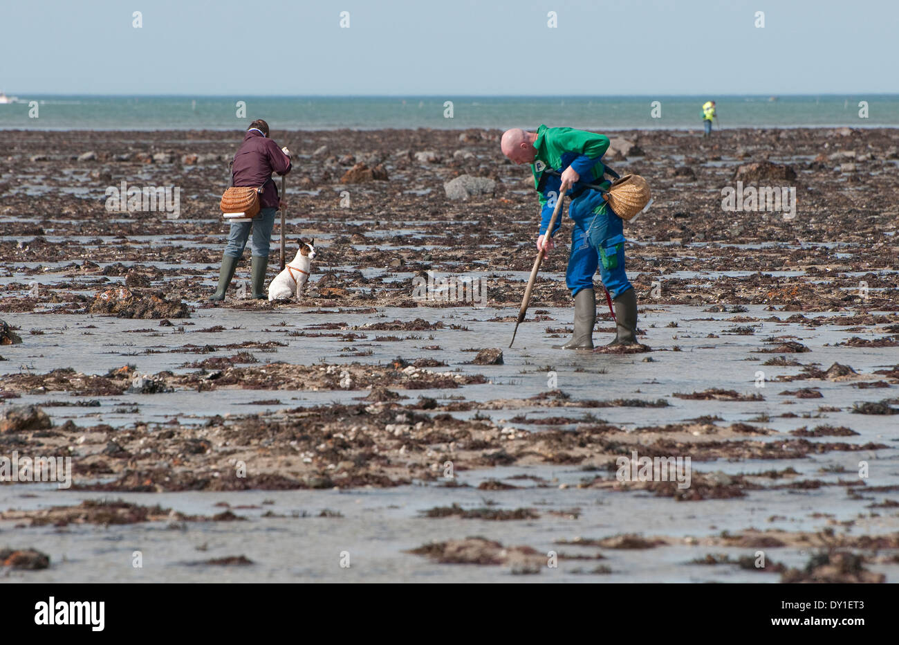 people collecting shellfish at agon coutainville, normandy, france ...