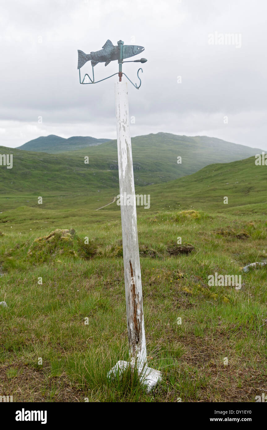 Walking fish hi-res stock photography and images - Alamy