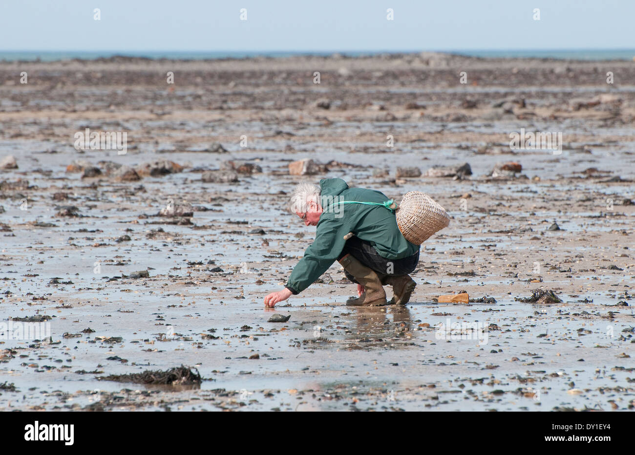 Digging for oysters hi-res stock photography and images - Alamy
