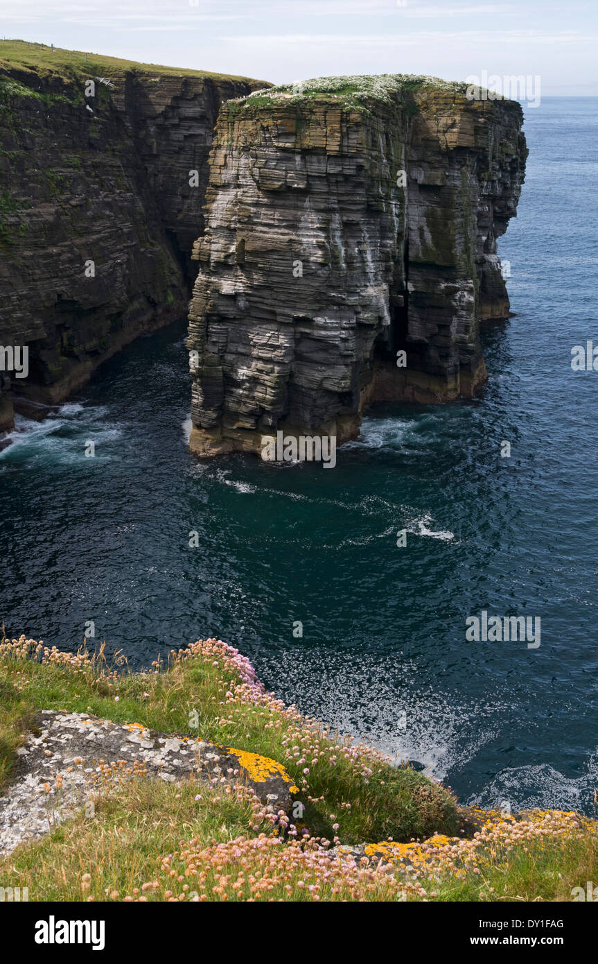 Cliff scenery at Holborn Head, Scrabster, near Thurso, Caithness ...