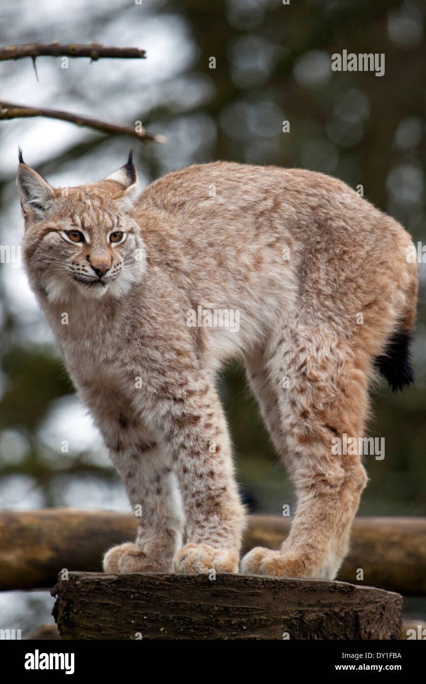 European Wildcat Standing High Resolution Stock Photography and Images ...