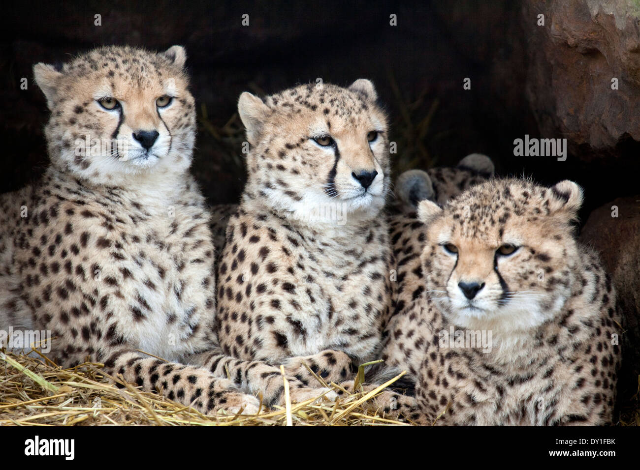 Three cheetah cubs resting in a shelter Stock Photo - Alamy