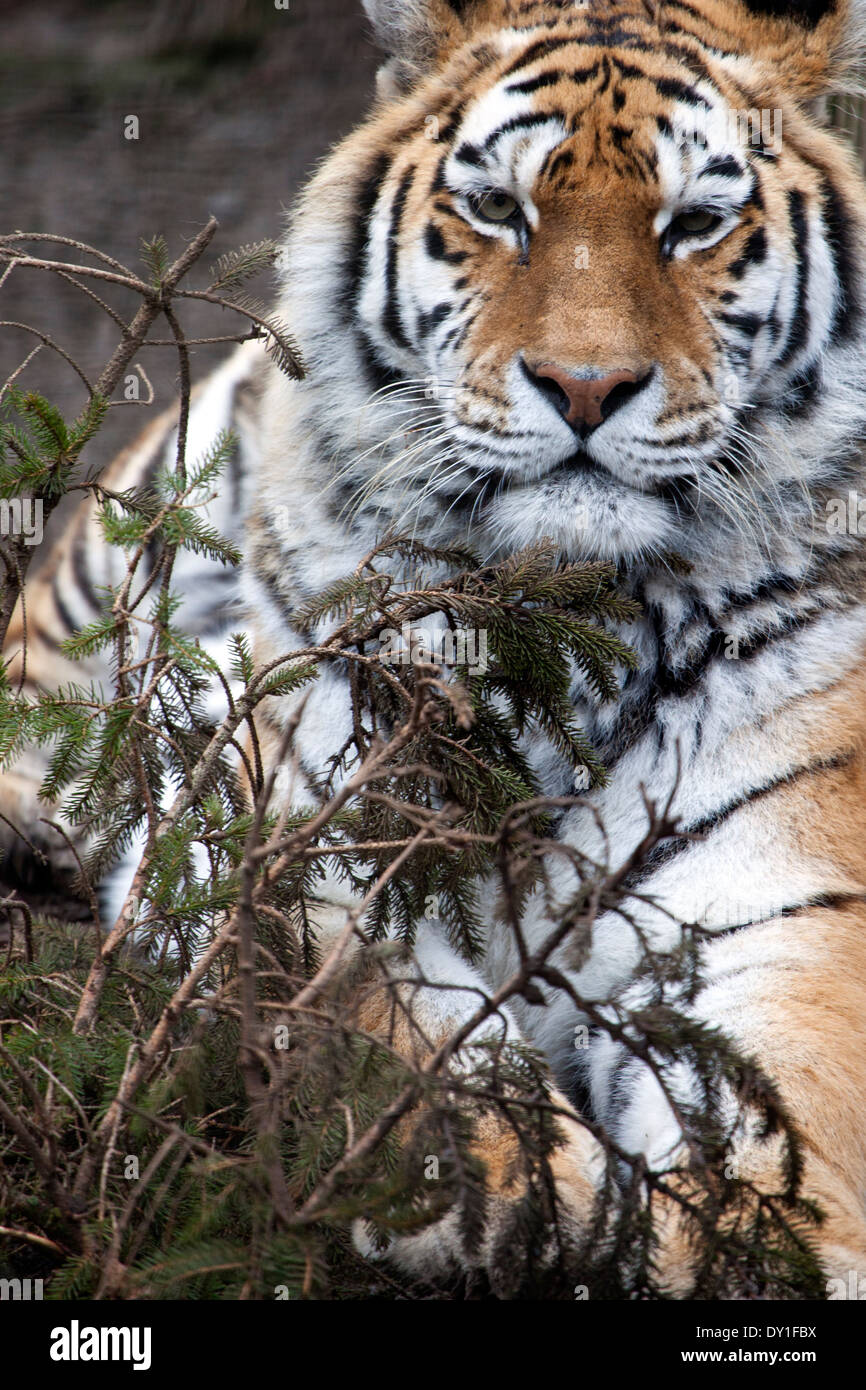 A portrait view of a Siberian Tiger Stock Photo - Alamy