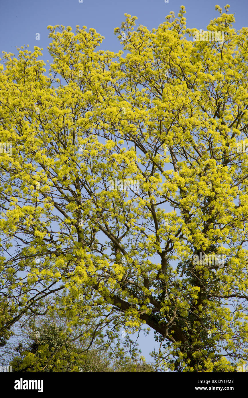 trees portrait format Stock Photo - Alamy