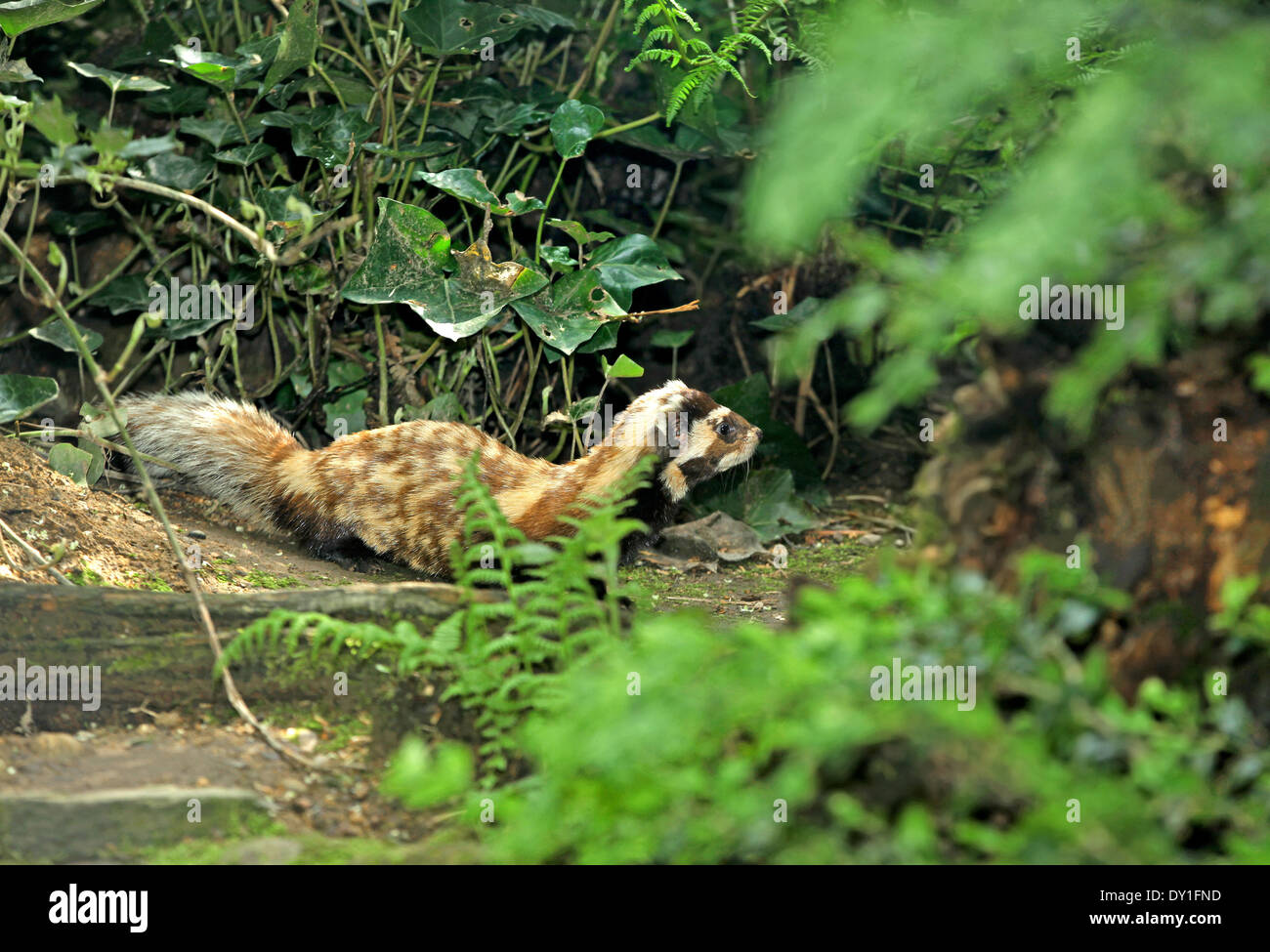 European Marbled Polecat (Vormela peregusna) in natural habitat Stock ...