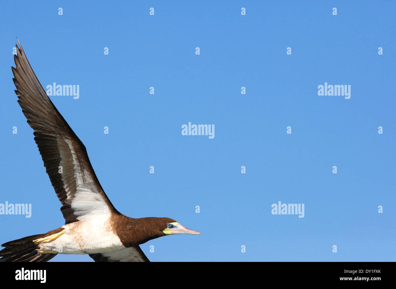 Sula Leucogaster Leucogaster High Resolution Stock Photography and ...