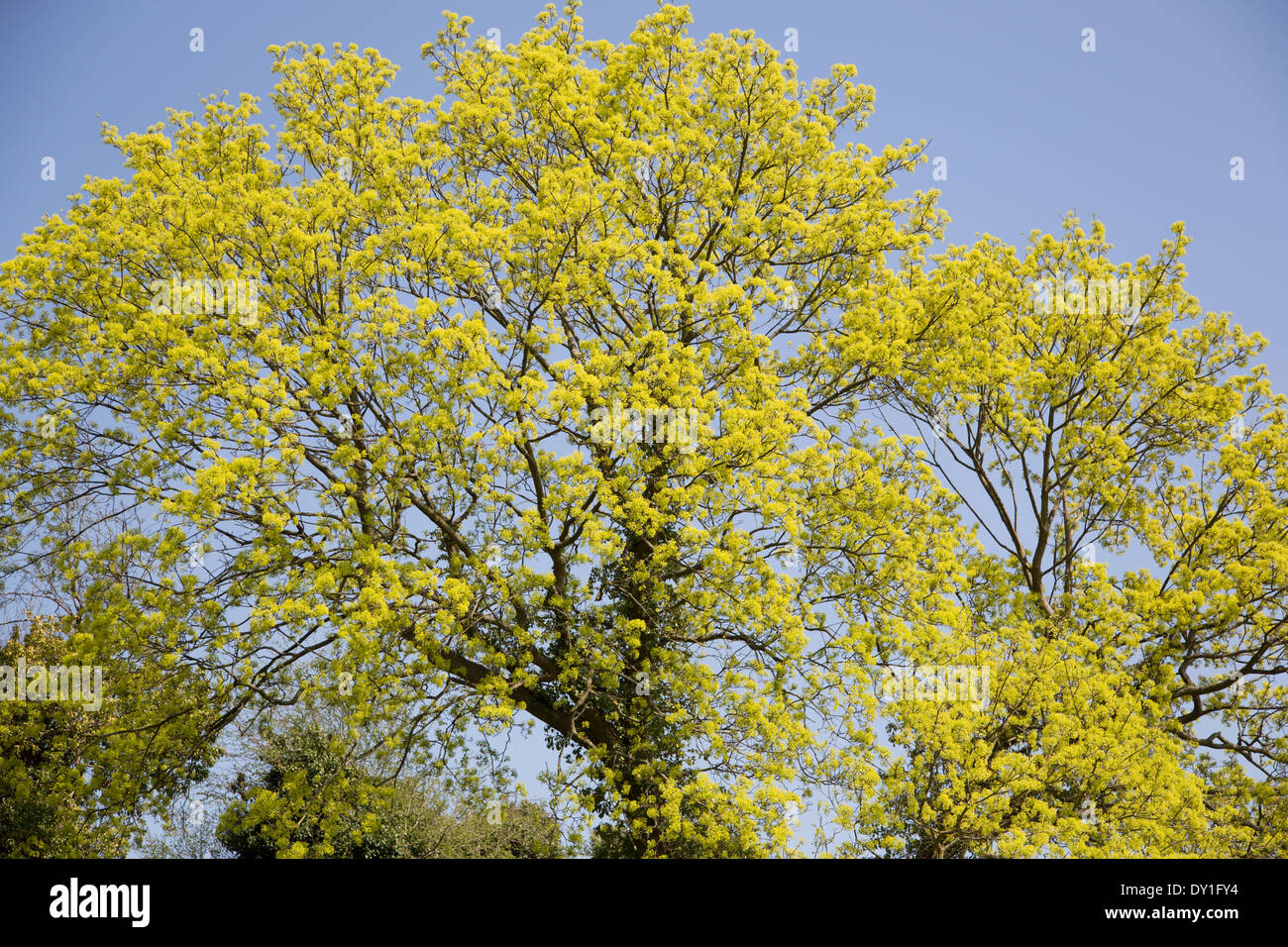 trees landscape format Stock Photo - Alamy