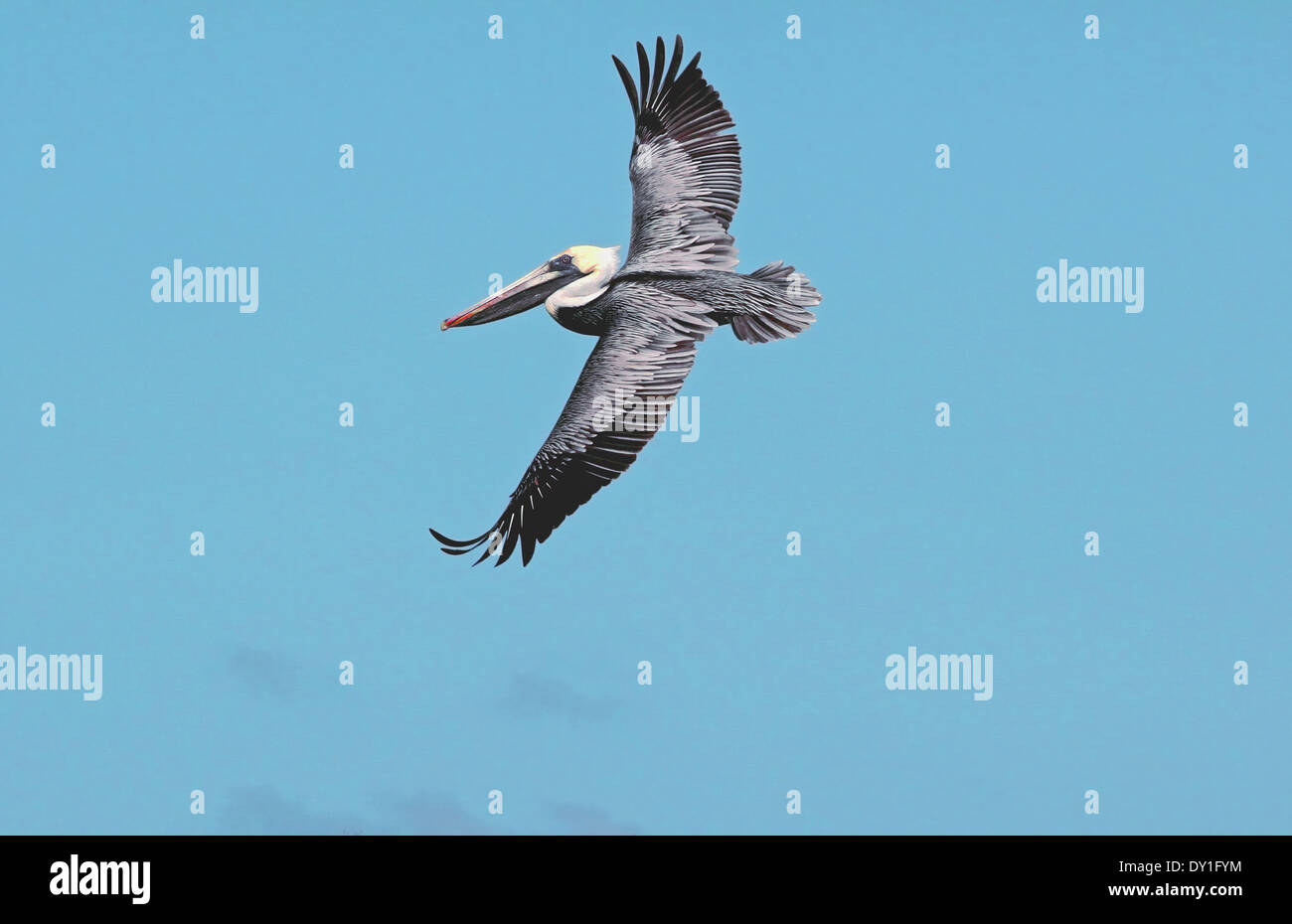 Brown Pelican (Pelecanus occidentalis carolinensis) or Alcatraz in ...