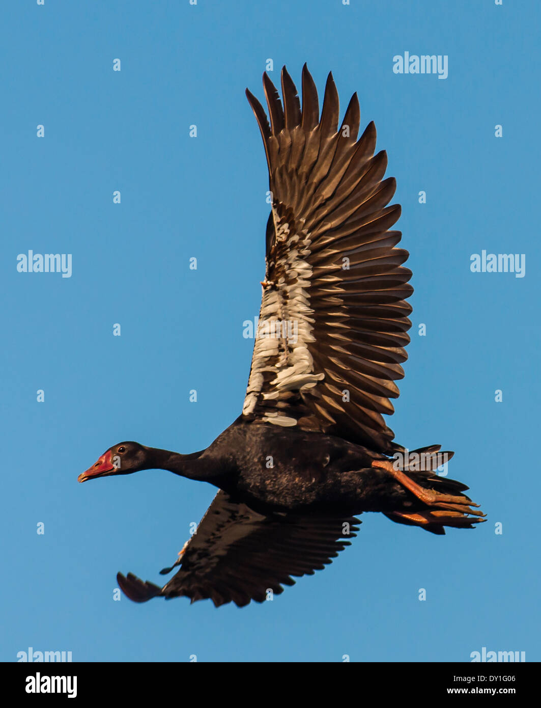 The Spurwing Goose is a common resident forming large flocks in the ...