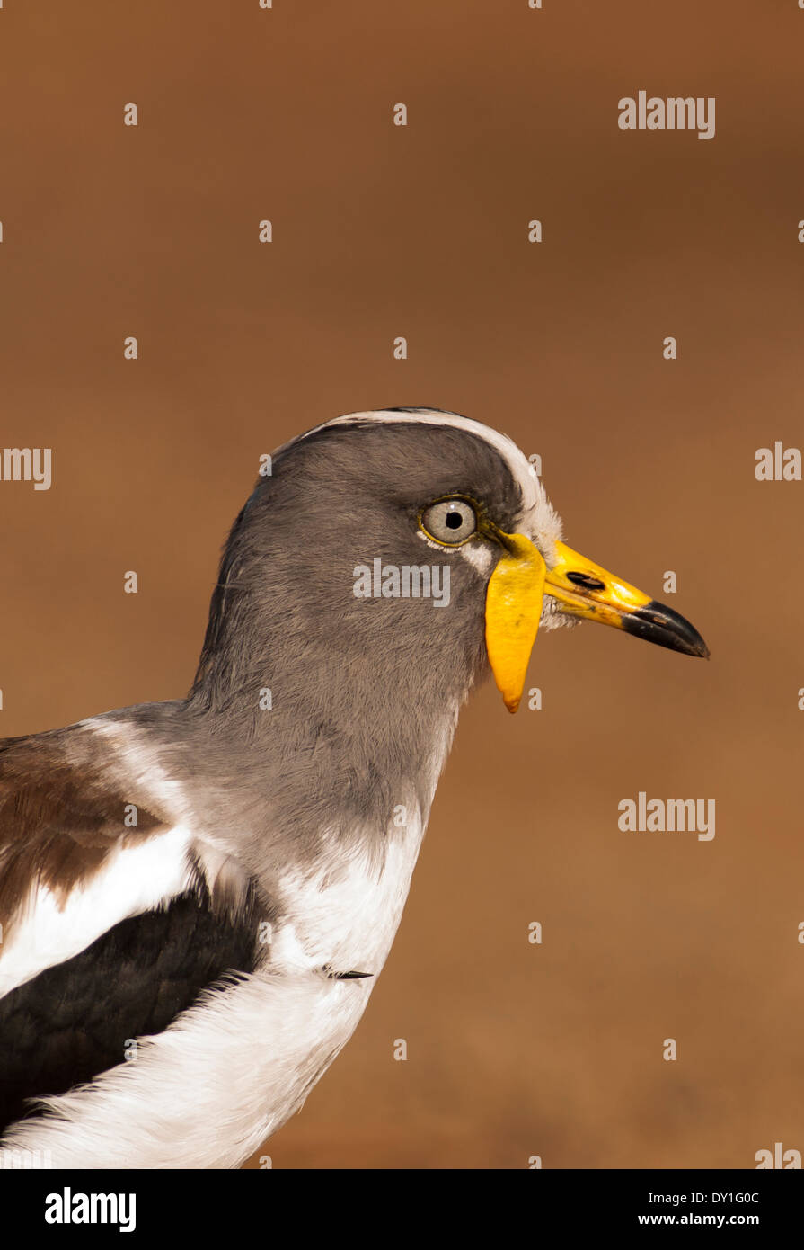 The spurs of a White-crowned Lapwing (Vanellus albiceps) are ...