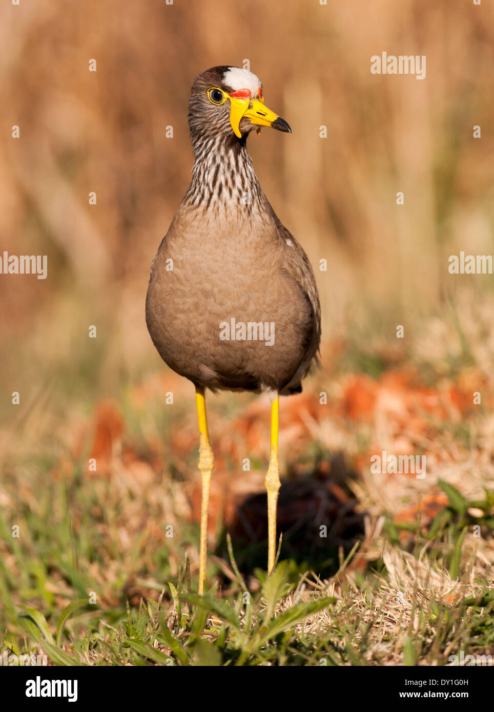 The African Wattled Lapwing (Vanellus senegallus) is Africa's largest ...