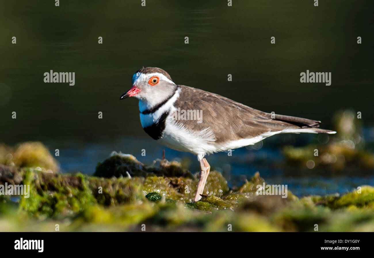Three-banded Plover (Charadrius tricollaris) on the edge of a wetland ...