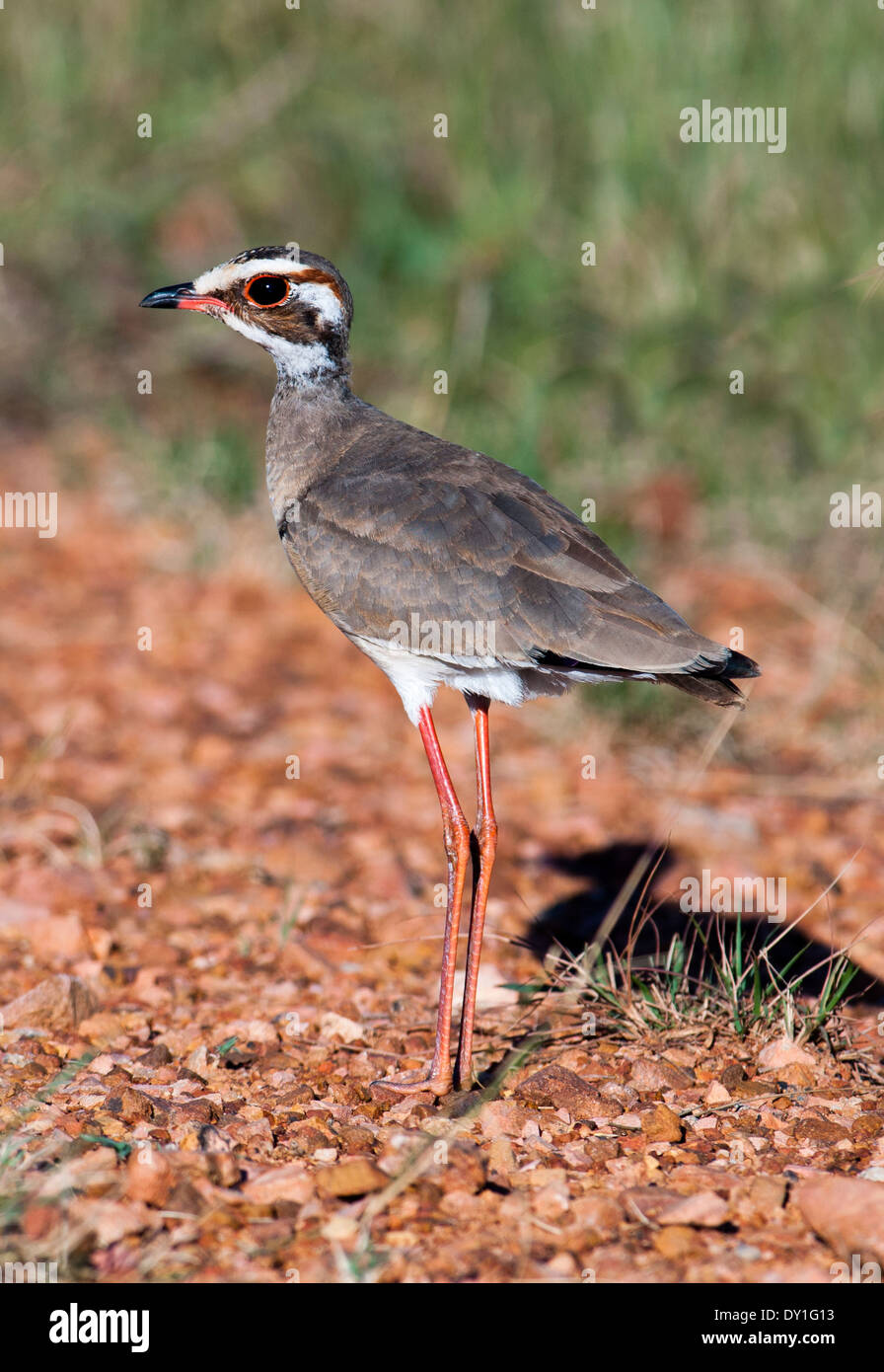 Roodeplaat dam hi-res stock photography and images - Alamy