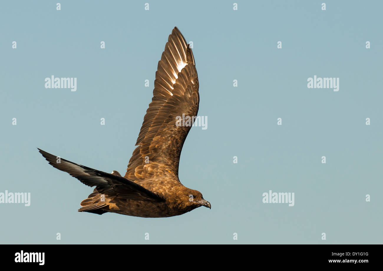 A Subantarctic Skua (Catharacta antarctica) off the coast of KwaZulu ...