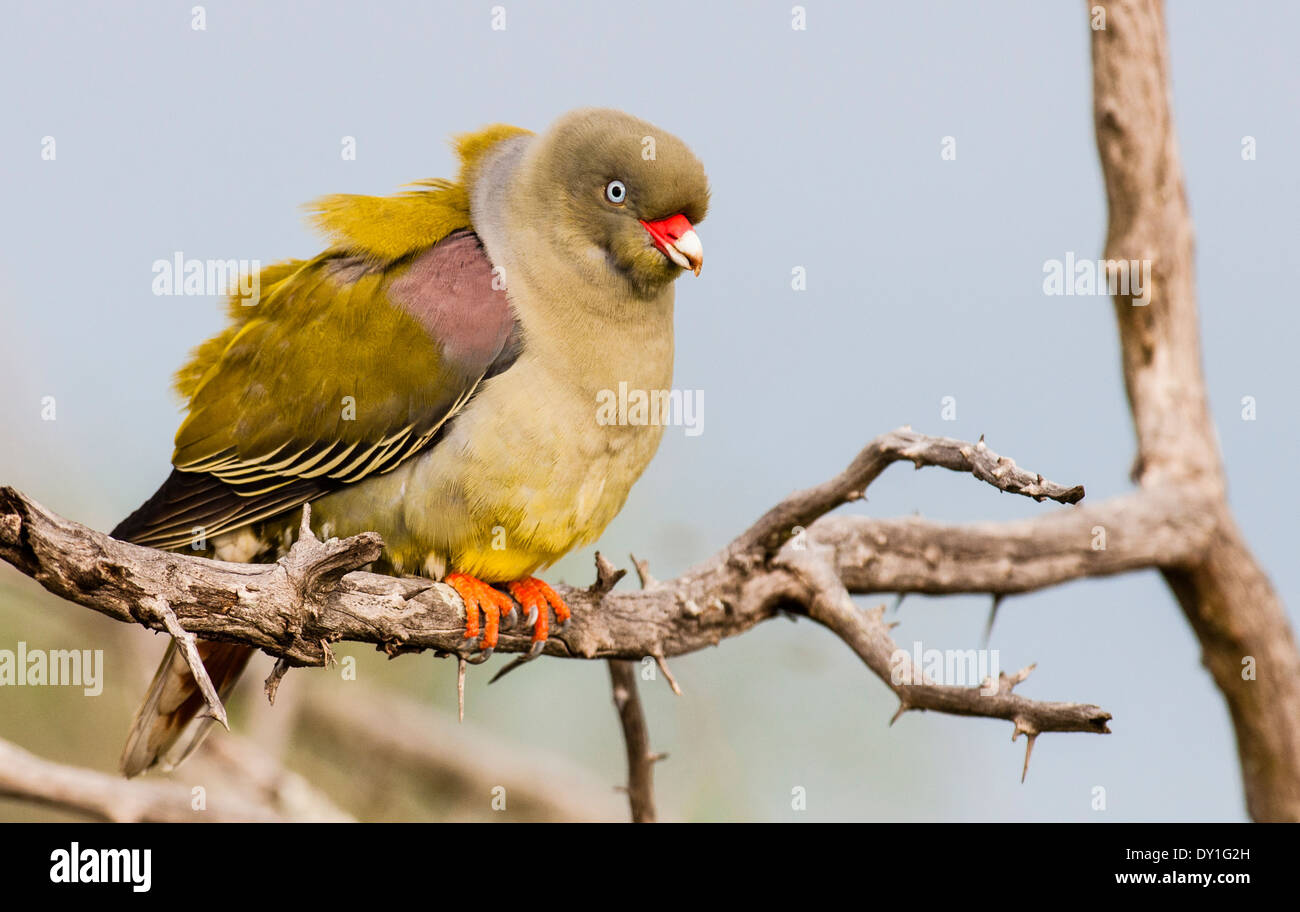 An African Green Pigeon (Treron calvus) in a tree in Kruger National ...