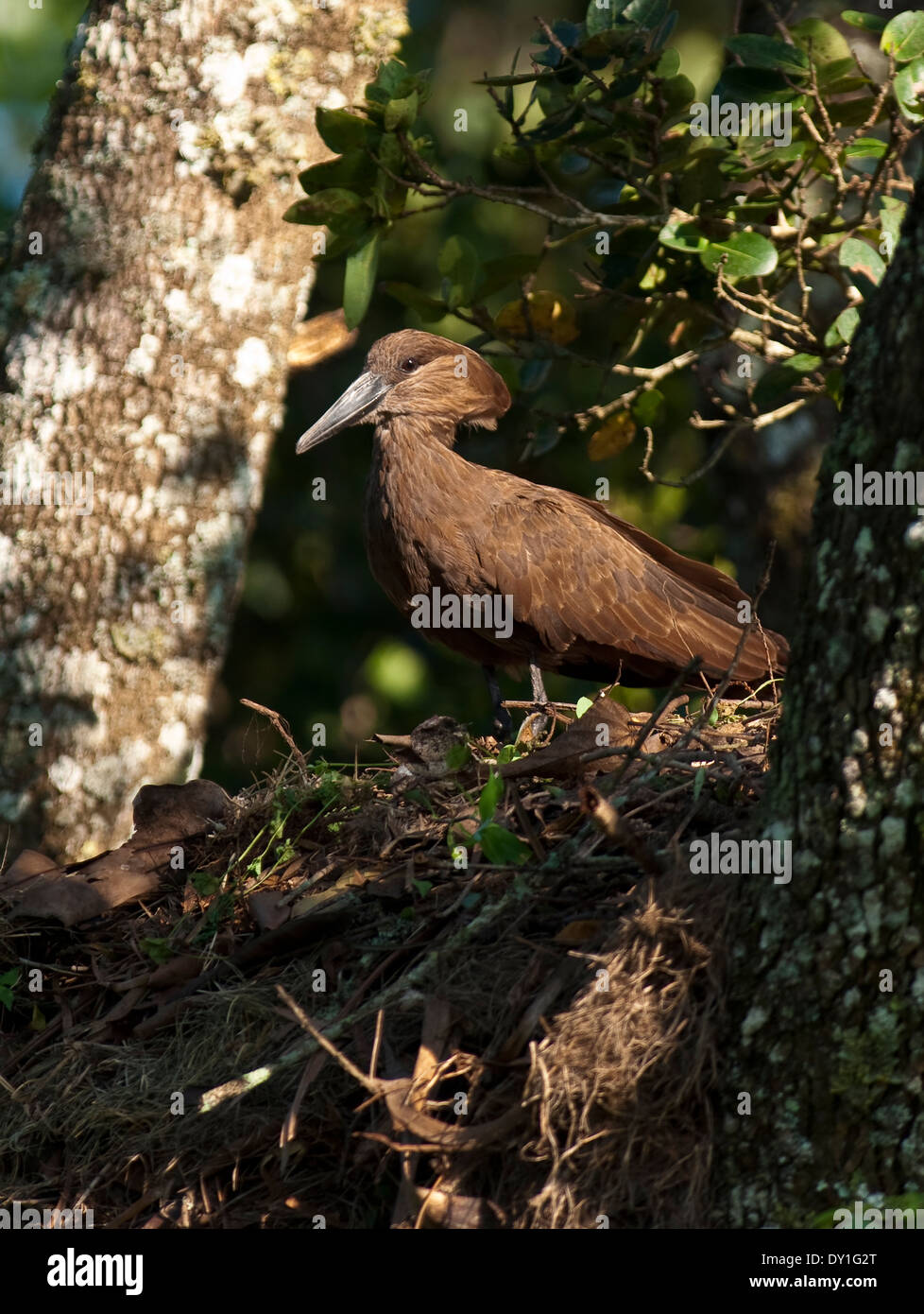 Hamerkop nest hi-res stock photography and images - Alamy