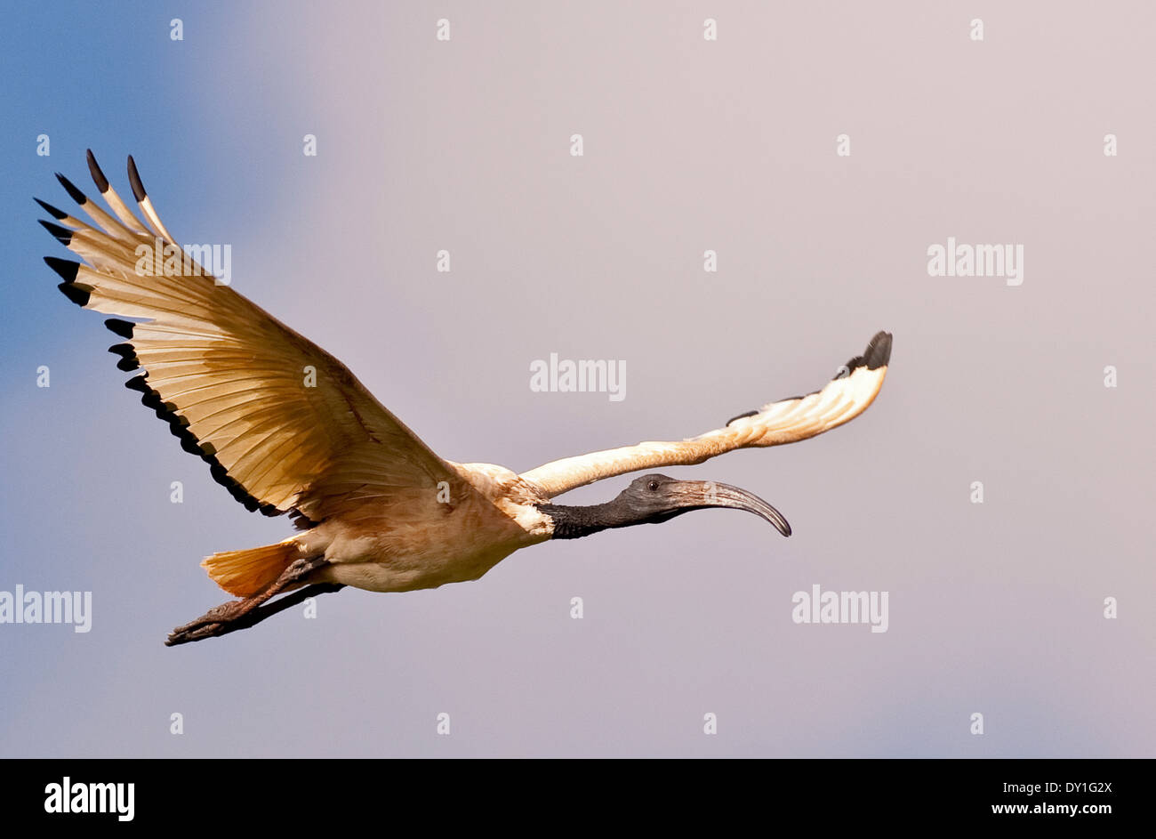 A Sacred Ibis (Threskiornis aethiopicus) in flight at Polokwane Nature ...