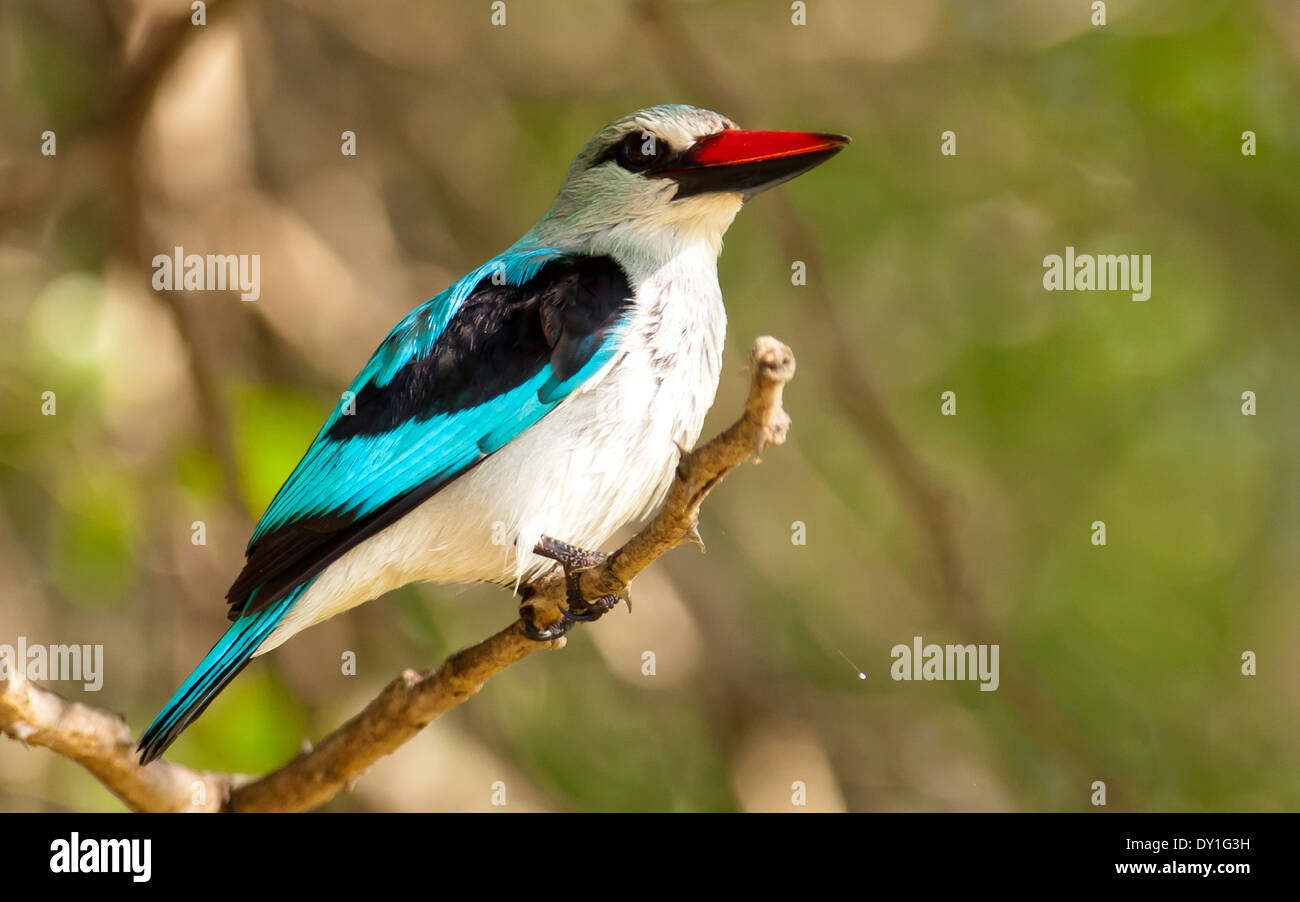 A Woodland Kingfisher (Halycon senegalensis) in Kruger National Park ...
