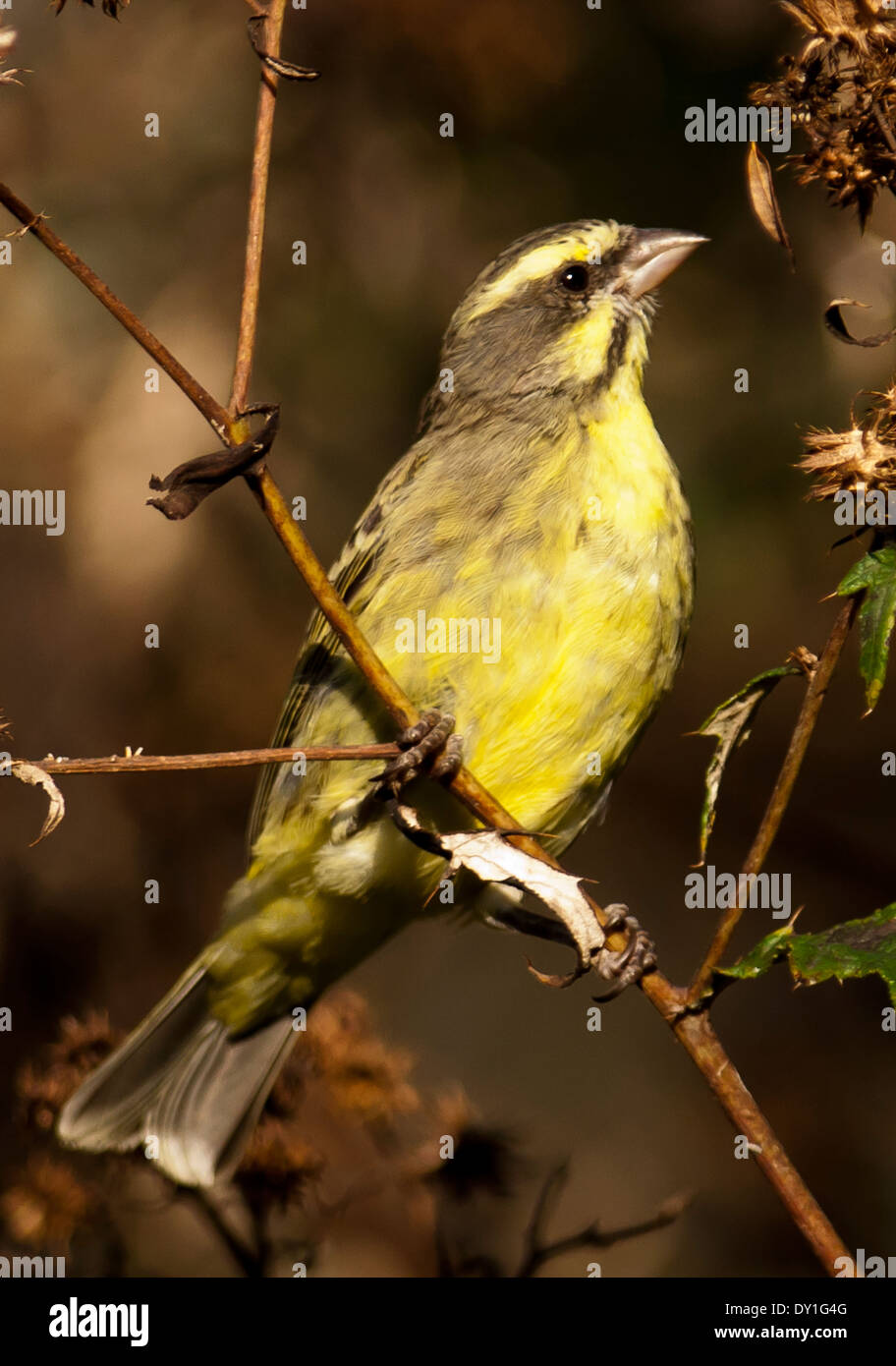 Yellow fronted canary serinus mozambicus hi-res stock photography and ...