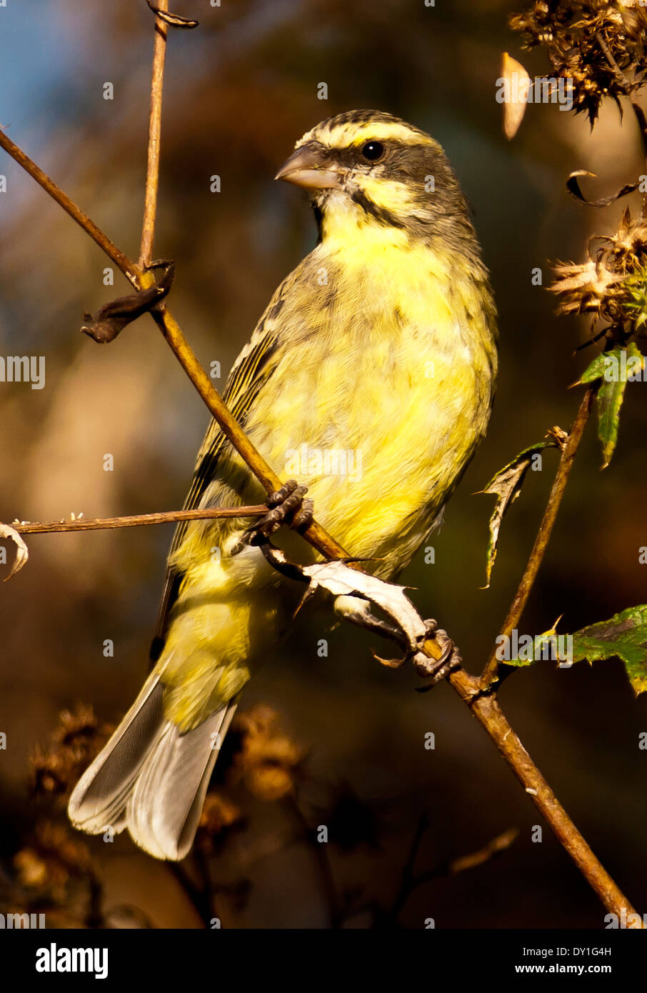 A Yellow-fronted Canary (Serinus mozambicus) at Mpiti Nature Reserve ...