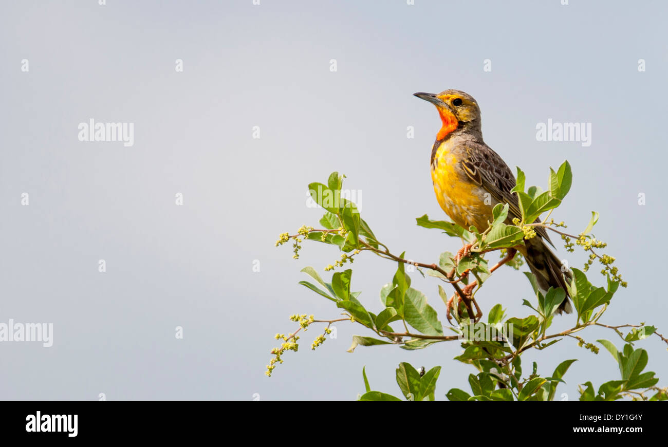 A Cape Longclaw (Macronyx capensis) at Rietvlei Dam Nature Reserve ...