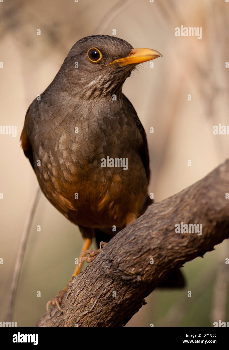 Gauteng garden bird hi-res stock photography and images - Alamy