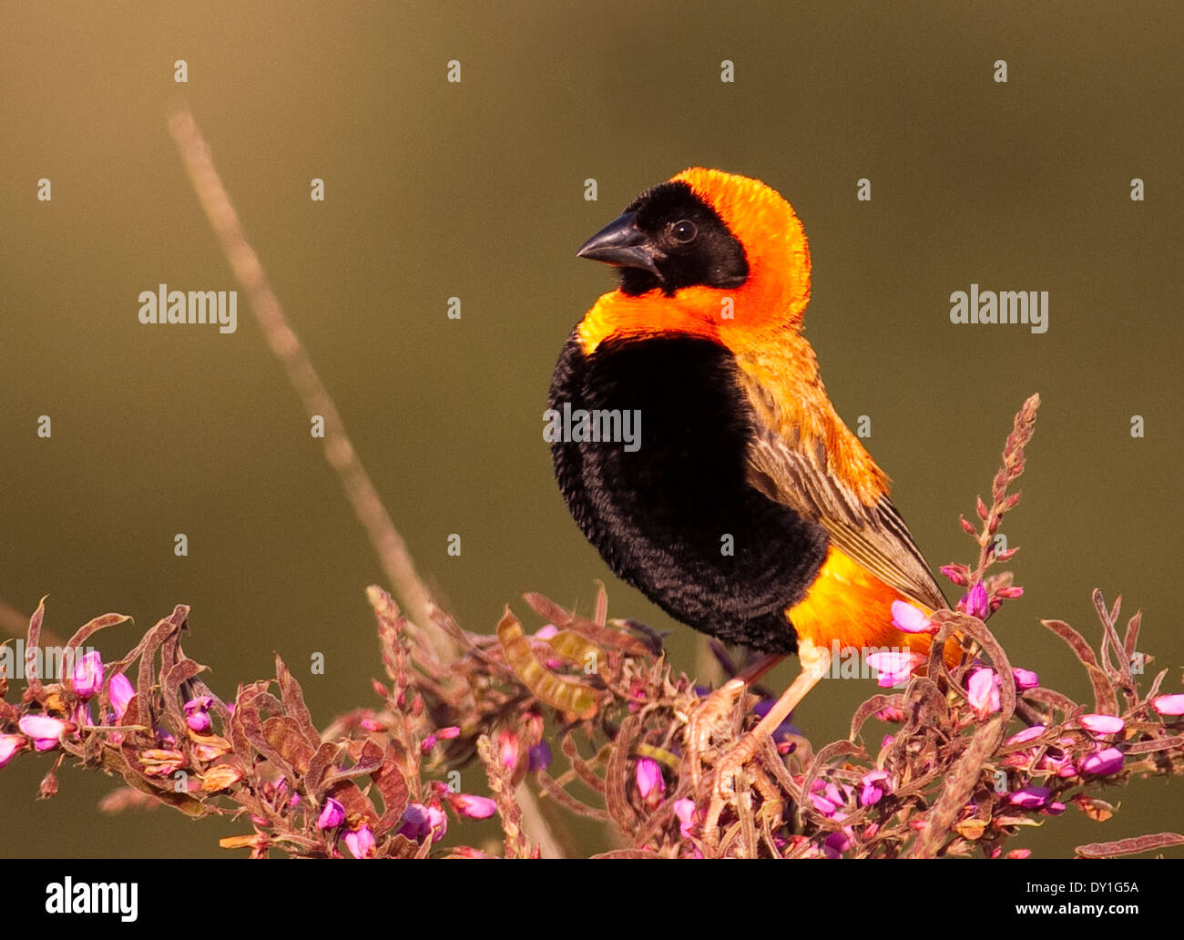 A Southern Red Bishop (Euplected orix) at Umgeni Valley Nature Reserve ...