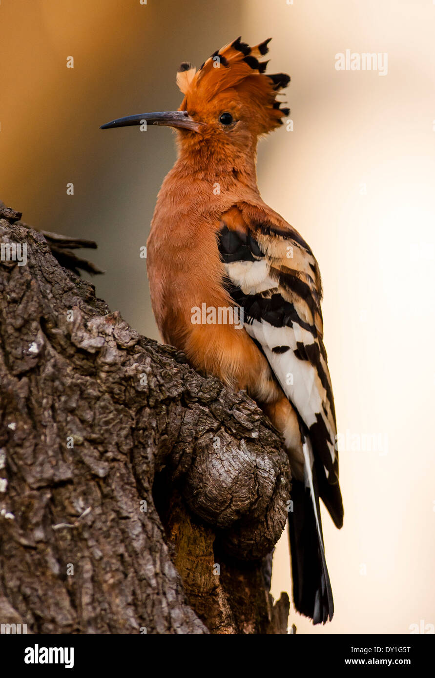 South African Garden Birds Pictures