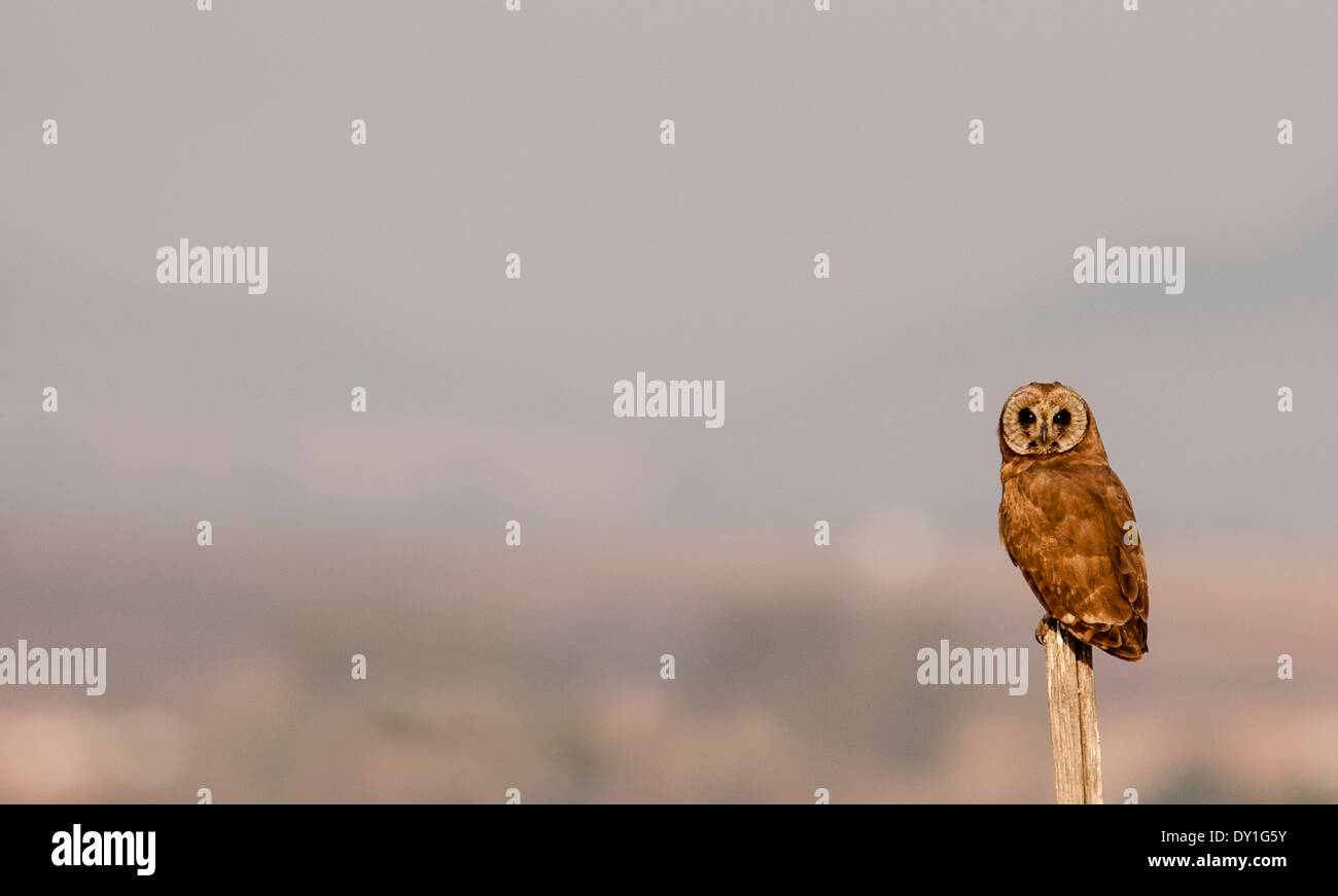 African marsh owl asio capensis hi-res stock photography and images - Alamy
