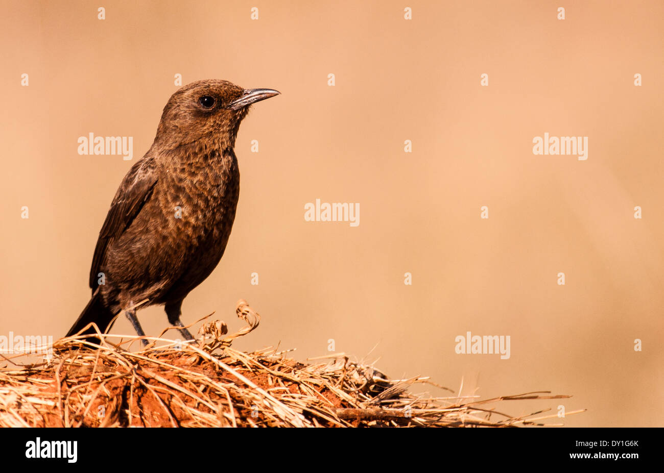 An Ant-eating Chat (Myrmecocichla formicivora) at Rietvlei Nature ...