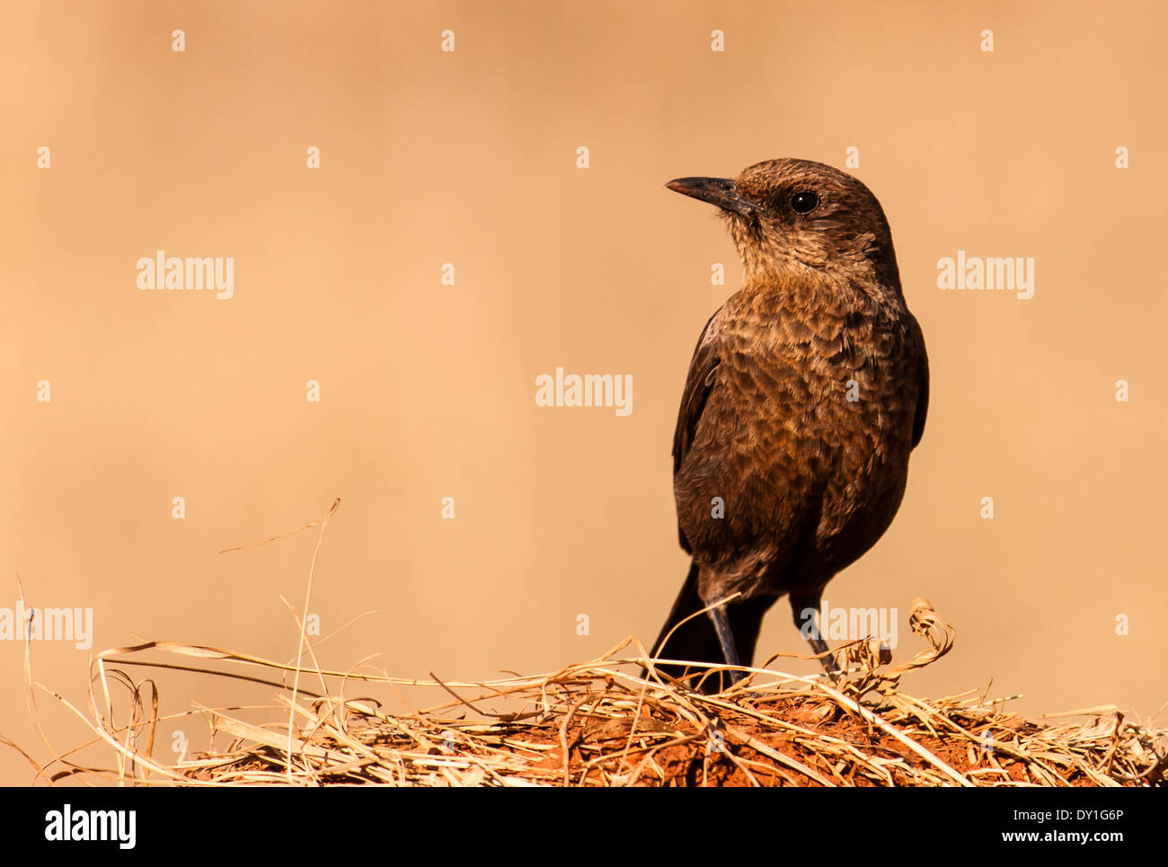 An Ant-eating Chat (Myrmecocichla formicivora) at Rietvlei Nature ...