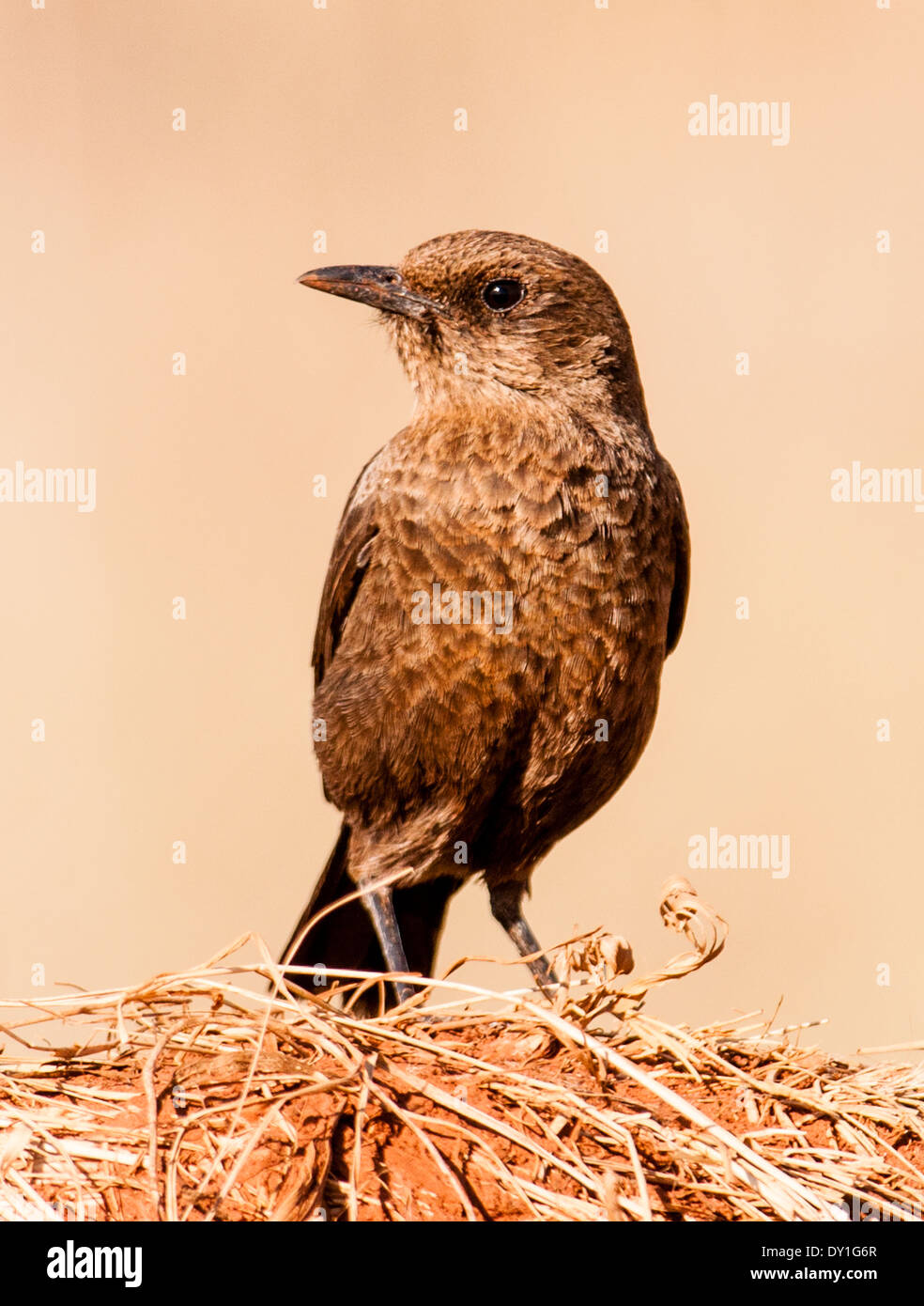 An Ant-eating Chat (Myrmecocichla formicivora) at Rietvlei Nature ...
