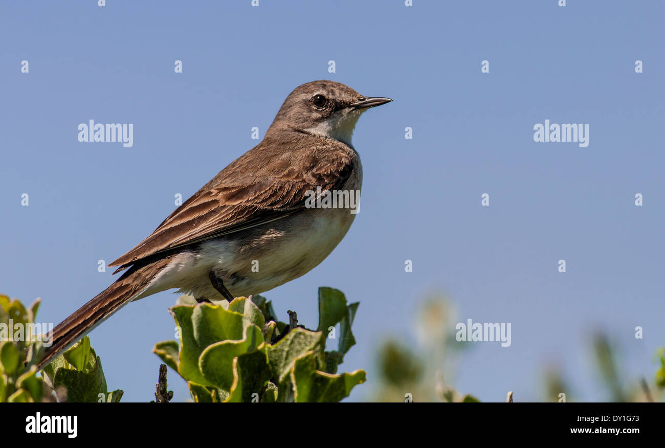 A Cape Wagtail (Motacilla capensis) at Rietvlei Nature Reserve, Western ...