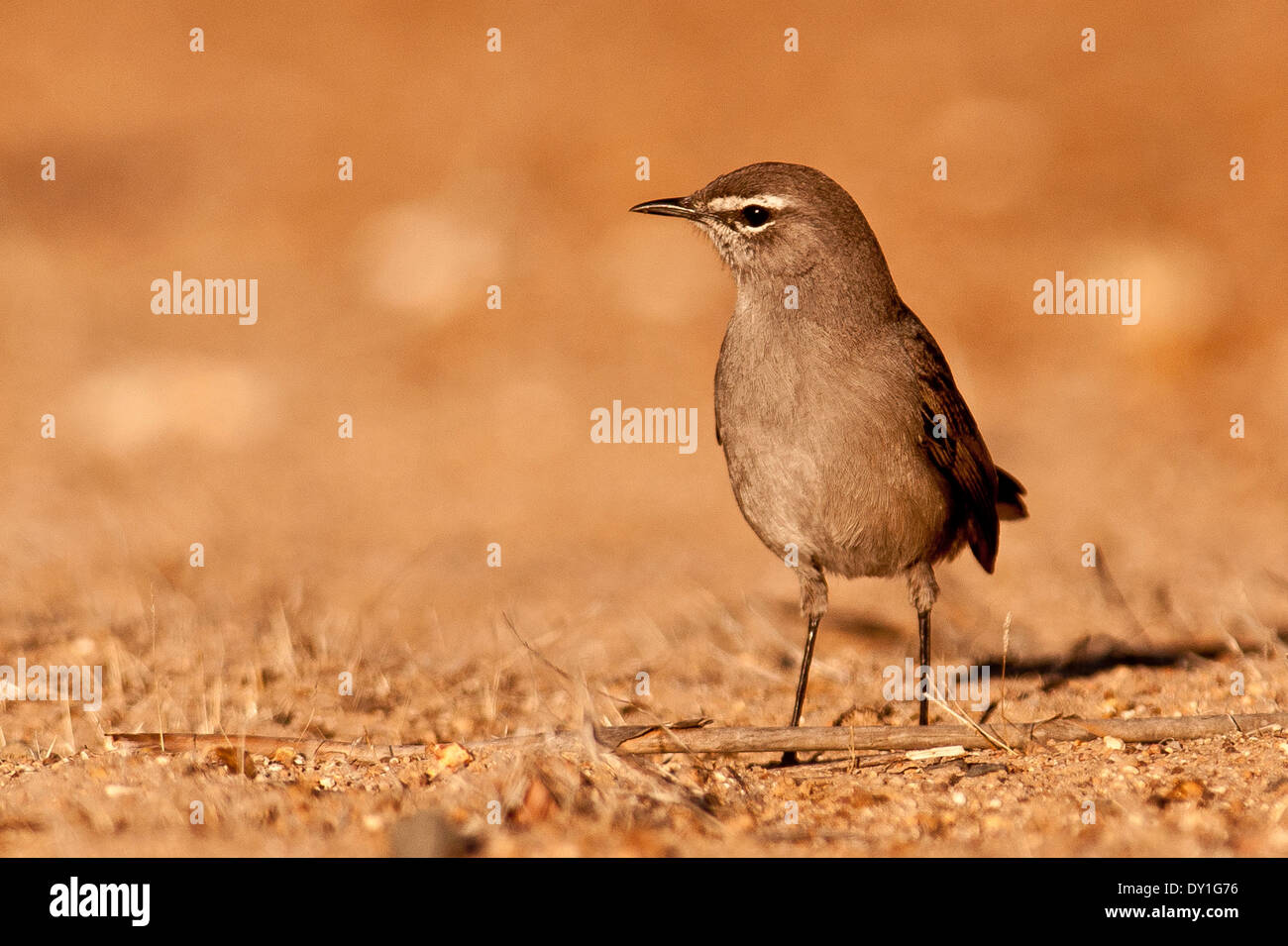 A Karoo Scrub-Robin (Erythropygia coryphoeus) in West Coast National ...