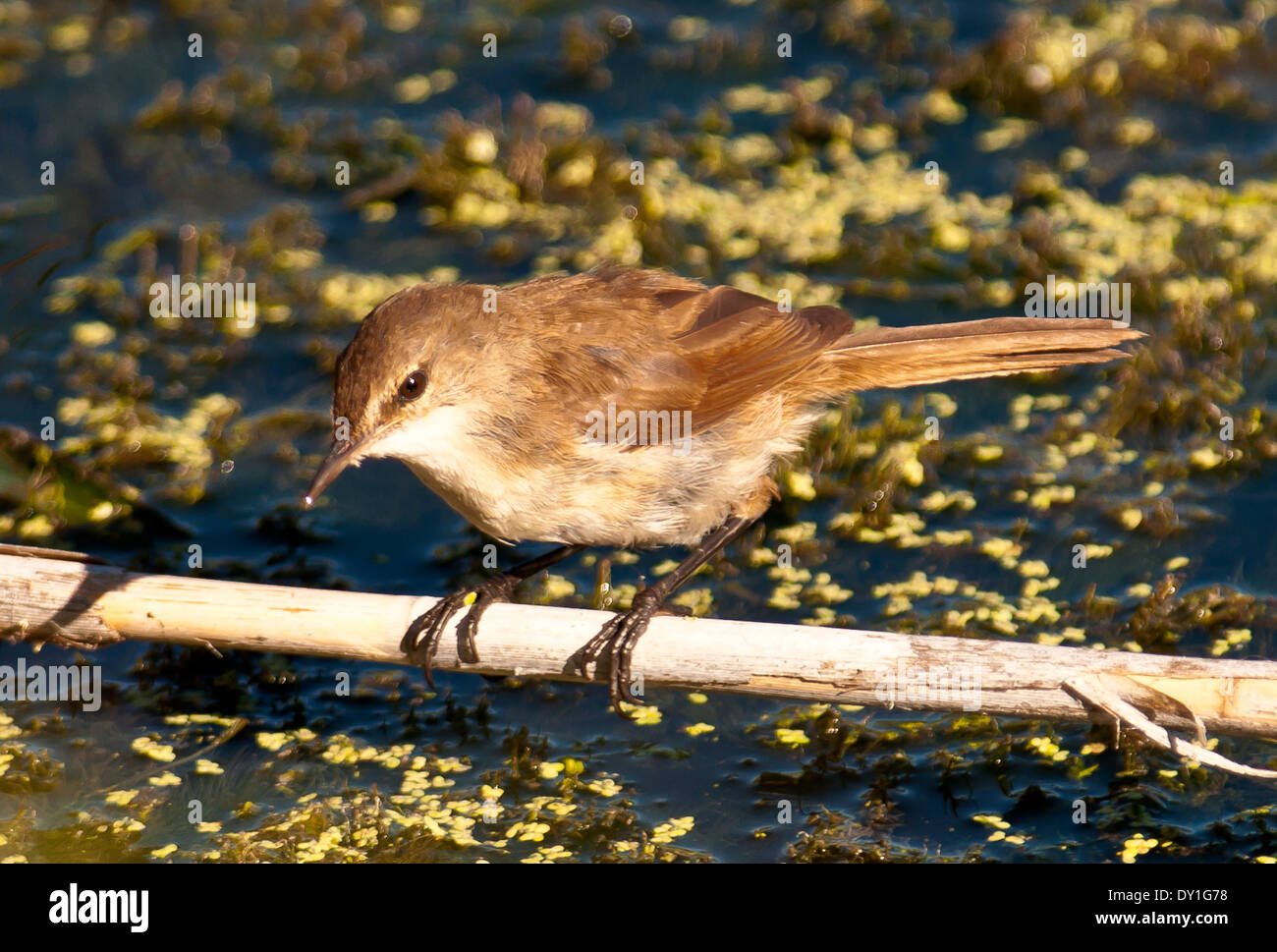 A Lesser Swamp Warbler (Acrocephalus gracilirostris) at Clovelly ...