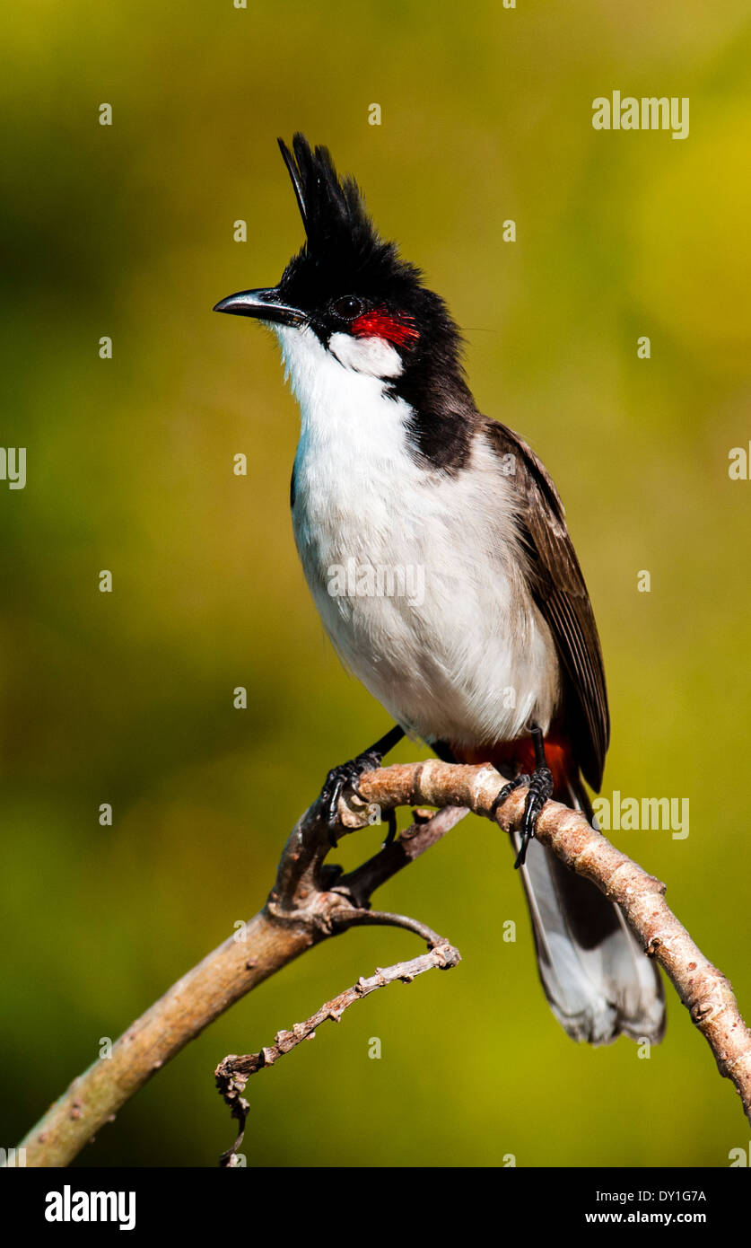 A Red-whiskered Bulbul (Pycnonotus jocosus) in Grand Baie, Mauritius ...
