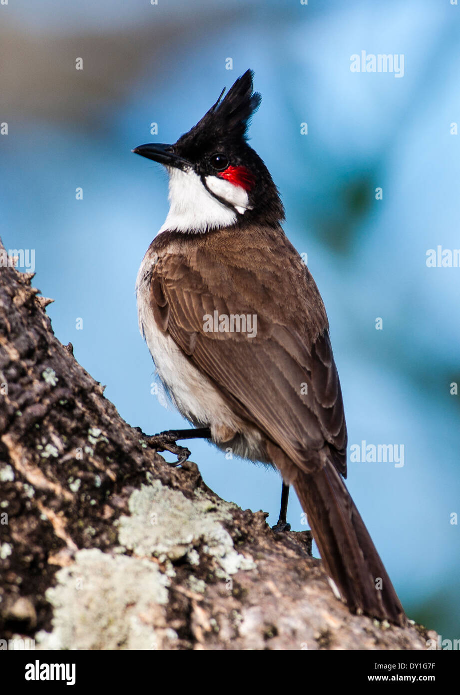 Bulbul indian ocean hi-res stock photography and images - Alamy