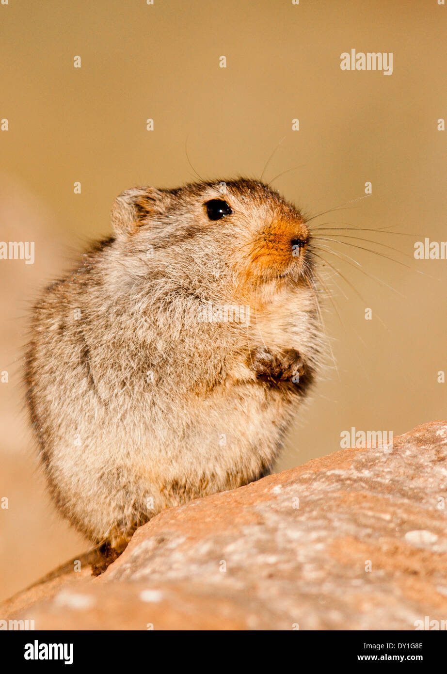 A Sloggett's Vlei Rat (Otomys sloggetti) at Sani Pass, Lesotho Stock ...