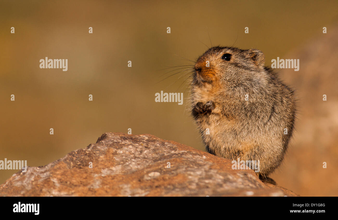 A Sloggett's Vlei Rat (Otomys sloggetti) at Sani Pass, Lesotho Stock ...