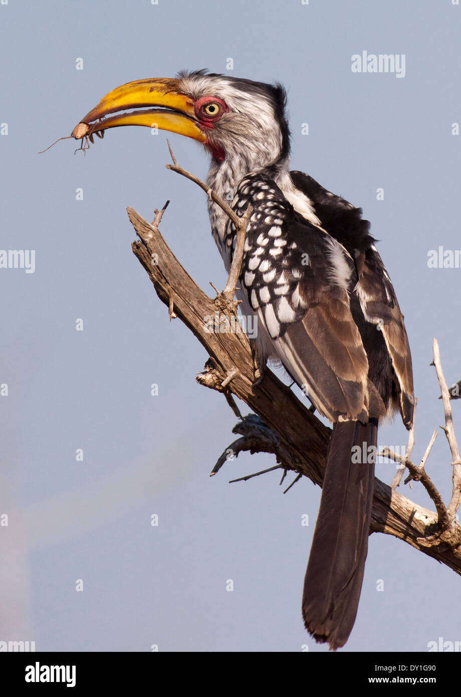 A Southern Yellow-billed Hornbill (Tockus leucomelas) in Kruger ...