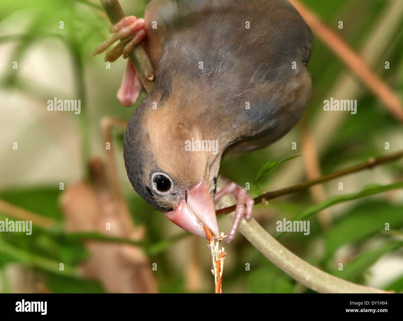 Juvenile Asian Java Sparrow or Java Finch (Padda oryzivora) a.k.a ...
