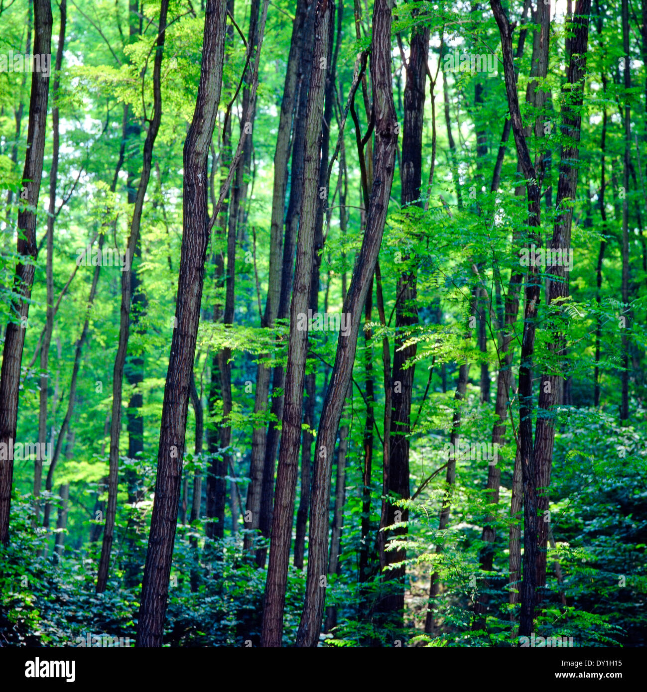 Forest of Black Locust or False Acacia (Robinia pseudoacacia Stock ...