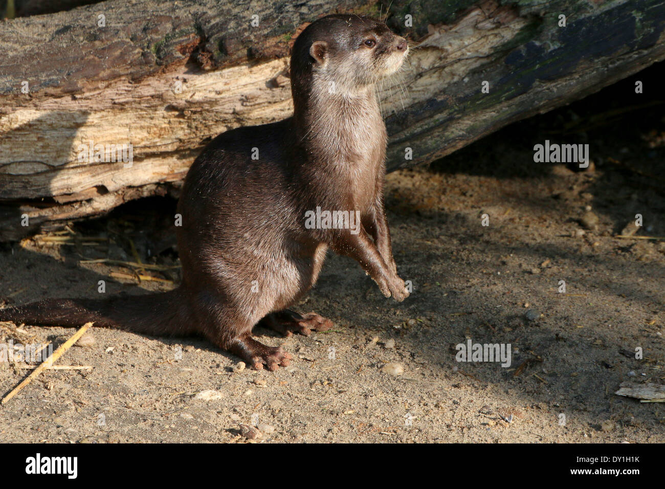 Otters legs hi-res stock photography and images - Alamy